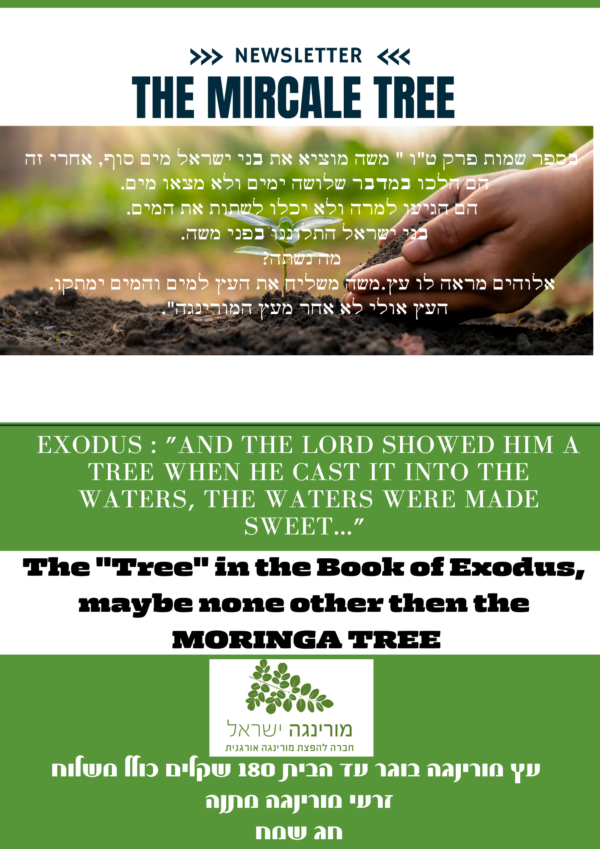 עץ מורינגה מתנה למשך 7 ימים - בקניה באתר מעל 500 שח